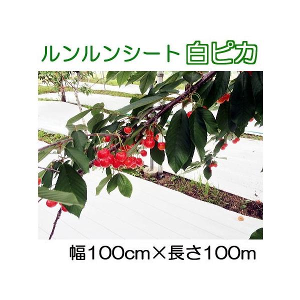 ●作物の葉の裏に光をあて、光合成を促進します。●シート周辺の温度、地温上昇を抑えます。●紫外線の反射率が低いので果実の焼けを防ぎ果実の色付けにオススメです。送料無料について長尺物、重量物に関する配送はお届け先が法人(会社、商店、事業所、学校...