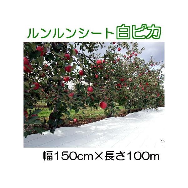 ●作物の葉の裏に光をあて、光合成を促進します。●シート周辺の温度、地温上昇を抑えます。●紫外線の反射率が低いので果実の焼けを防ぎ果実の色付けにオススメです。送料無料について長尺物、重量物に関する配送はお届け先が法人(会社、商店、事業所、学校...
