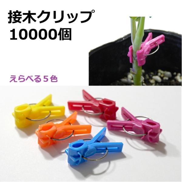 メーカー直送品のため代引決済はできません。個人宅へはお取寄せ後の発送になり。1400円/個かかります。北海道、沖縄、離島の場合は、都度送料見積りになります。接木クリップの支点を浮かし、V字に均等した圧力挟持ができるので活着が良好。成苗接木の...