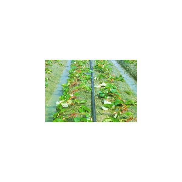 折径50mm、直径28mm×200ｍ散水範囲・点滴〜3ｍ●果実類・イチゴ、トマト、きゅうり、なす●葉菜類・ホーレンソウ、ニラ●花卉類●育苗・イチゴ、メロン●根菜類・ニンジン、大根沖縄、離島への送料は見積りになります。スマートフォンからご注文...