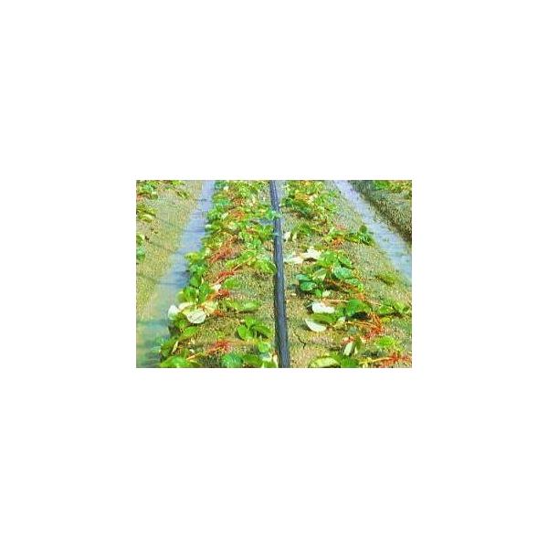 北海道、沖縄、離島への送料はお見積りとなります。折径50mm、直径28mm×200ｍ　　散水範囲・点滴〜3.6ｍ●果実類・イチゴ、トマト、きゅうり、なす●葉菜類・ホーレンソウ、ニラ　　●花卉類●育苗・イチゴ、メロン　　●根菜類・ニンジン、大...