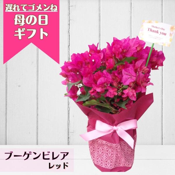 母の日ために特別にご提案するこだわりギフト！！熱帯植物専門の当店が母の日のプレゼントにおすすめする一押しの植物です！沖縄や南国では街路樹にもなっている熱帯植物の代表花です！南国らしい鮮やかな花は「苞」と言い届いた日から長く鑑賞できます。春〜...