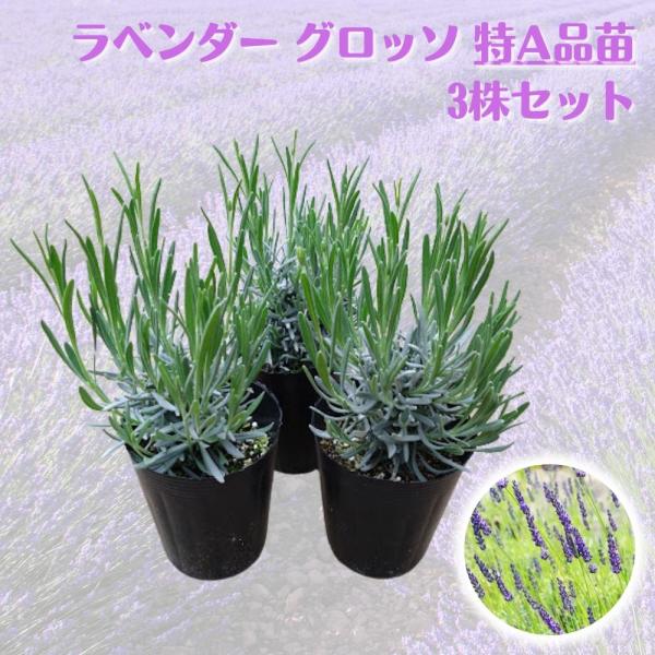 1972年に南フランスでグロッソ氏が作出した有名品種。近年、夏の高温下ではイングリッシュ系品種では気温が高すぎて夏に枯れてしまうことが多くなっています。このグロッソは「耐寒・耐暑・耐病性」を兼ね備え数あるラベンダーの中でも特におすすめの品種...