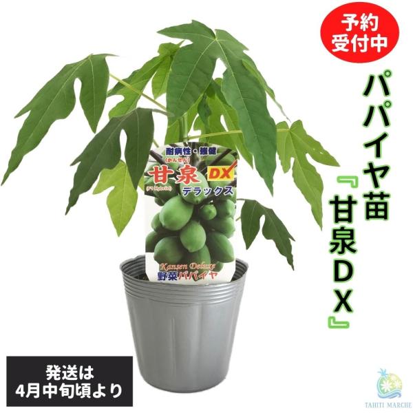 【発売日：2026年04月20日】生育が早く、最も早生品種です。着花良好の豊作品種果皮が滑らかになるので、加工用としては最適です！主に、野菜用として使用しますが、完熟後フルーツとしても利用できます。青刈りでパパイヤサラダを楽しみましょう！！...