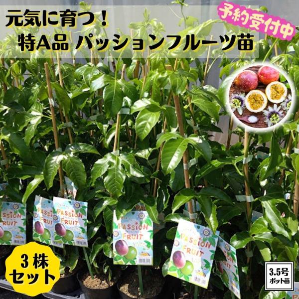 【発売日：2026年04月20日】即戦力仕様！！50cm以上に伸びた株のみをお届けします！！近年人気のグリーンカーテンですが、実際に植えられたみなさん！！本当に育ってますか？　実は成っていますか？　ちゃんと日陰を作れていますか？実は…はそう...