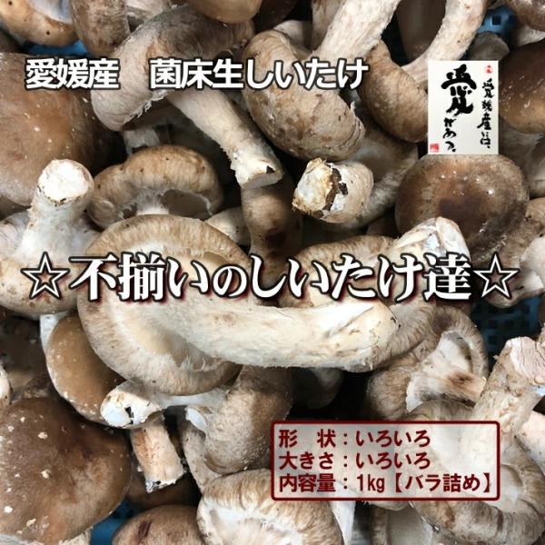愛媛県産の菌床生しいたけが、小さいものから大きいものまで、大きさ無選別でたっぷり１キロ入っています。 ☆愛媛きのこの郷のしいたけの特徴☆その１　四国のほぼ真ん中、愛媛県新居浜市の自然豊かな山あいで、菌床作りから栽培、収穫まで一貫して自社で行...