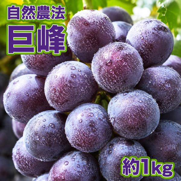 【発売日：2026年08月25日】★脱粒が多い可能性があるため、贈物には不向きです。ご了承の上、ご注文くださいひと粒ほおばると、口いっぱいに広がる濃厚な甘みと、巨峰ならではの芳醇な香り。吉池さんが丹精込めて育てた巨峰は、果汁たっぷりで、甘み...