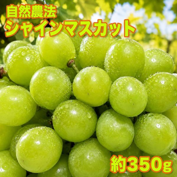 【発売日：2026年09月08日】★脱粒が多い可能性があるため、贈物には不向きです。ご了承の上、ご注文ください出荷の段階では、脱粒したものを箱詰めするようなことはございません。<br> ■容量：１パック（350ｇ〜400ｇ）&l...