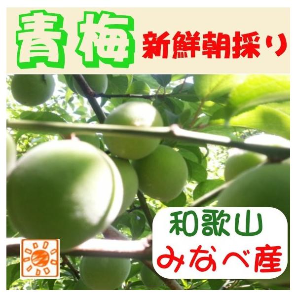 【発売日：2026年05月28日】青梅（紀州南高梅）朝採り青梅をその日に出荷いたします。粒の大きさは指定出来ませんのでご注意ください。　Lサイズ以上の混合となります。お届けは生物ですのでクール便でのお届けとなります。発送は6月初旬から6月下...