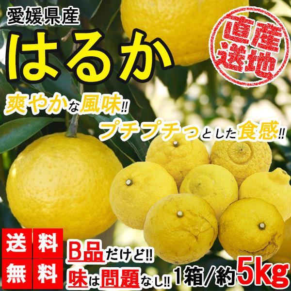 訳ありなのは見た目だけ！味は問題なし！！はるかは黄色くて酸っぱそうな外観の柑橘ですが、酸味は少なく上品な甘みがあるみかんです。農家直送でお届け!!季節限定商品です。送料：送料無料（北海道・沖縄・離島を除く）納期：3〜5営業日で出荷※出荷日は...