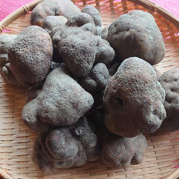 三重県多気郡多気町特産の伊勢芋。水分が少なめでタンパク質、脂肪、炭水化物多く含み栄養価が高い