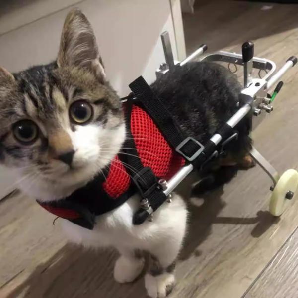 【 麻痺した後足を助ける 】猫用車椅子は猫の後ろ足をサポートし、怪我や障害のあるペットだけでなく、年齢により運動能力が制限されている猫にも適しています。足の病気を患っているペットが自由に歩いたり、走ったり、遊んだりして、通常の生活に戻れるよ...