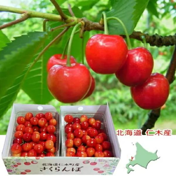 ※代引き、コンビニ受取、包装、熨斗、メッセージカードのご対応は出来ません。　・お届けは6月下旬より順次お手配をさせて頂きます。（生育状況によって遅れる場合がありますのでお届け日時のご指定はできません。）・離島など、一部発送できない地域がござ...