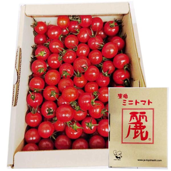 糖度9度以上！高糖度ミニトマトのブランド 「麗（れい）」。コクのある甘味としっかりした果肉です。まるでフルーツのようなミニトマトです。店頭でも人気のミニトマトです。ご自宅用はもちろん、贈答用にも最適な箱入りです。愛知県豊橋市のブランドミニト...