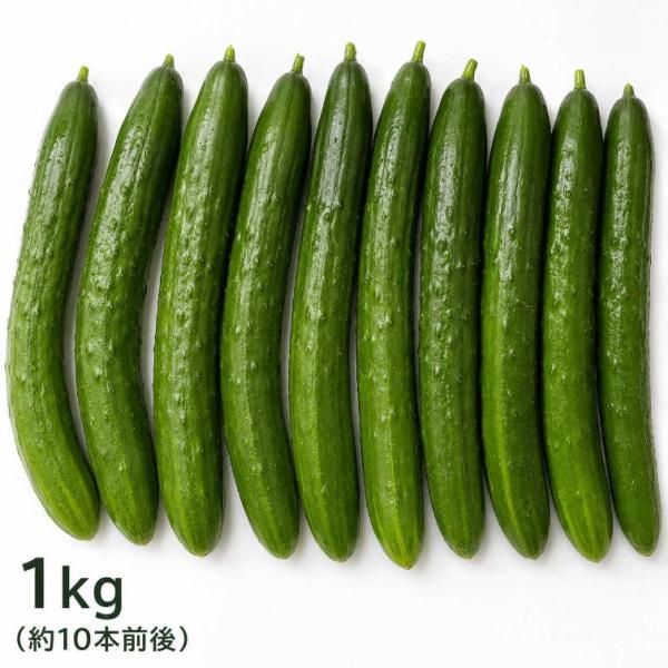 ※取寄せ後、発送いたします。日付指定不可。1〜2週間ほどお時間いただきます。ご都合の悪い日を外して送ることができます。ご注文の際備考欄にご記入ください。とれたての新鮮な飛騨産きゅうりを、産地直送でお届けします。Mサイズ　まっすぐな秀品です。...
