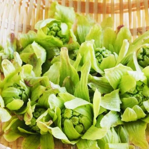 入荷日が少ないため配達希望日は承れません。1回のご注文で2個まで。他の商品と一緒にご購入の場合、ふきのとうの入荷時期に合わせて出荷をさせて頂きます。ご了承ください。岐阜県飛騨産のふきのとうです。長いふゆごもりが終わりを告げ、飛騨に春がやって...