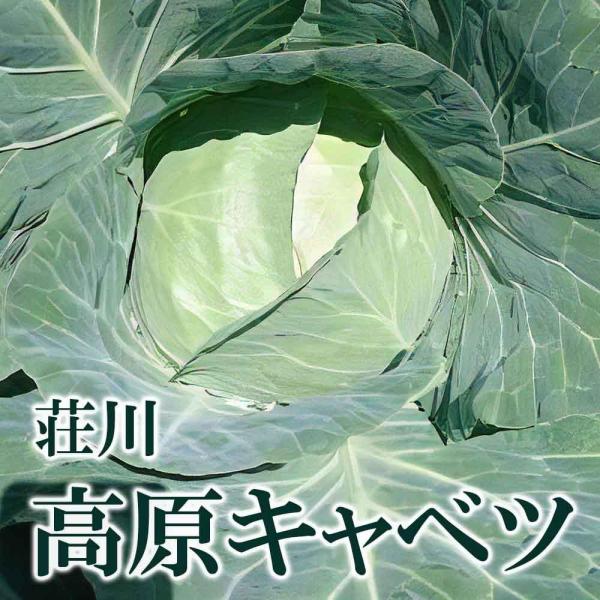 高山市荘川　橋本さんの高原キャベツです。標高1200m 朝晩の寒暖差があるため、甘みが強くみずみずしいのが特長です。7月〜8月までの販売です。※入荷日に限りがあり、日付指定はお受けできません。毎週木曜発送予定です。1~2週間お時間をいただきます。