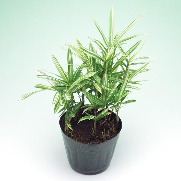 ■ポットサイズ：直径12cm■ポット　　　：ポリポット■商品説明　　：葉には鮮やかな白色の縦斑が不規則に入りとても美しい笹です。庭園の下草や正月用の盆栽寄せ植えなどに使われています。地下茎が伸長します■ご注意点　　：植物ですので多少の個体差...