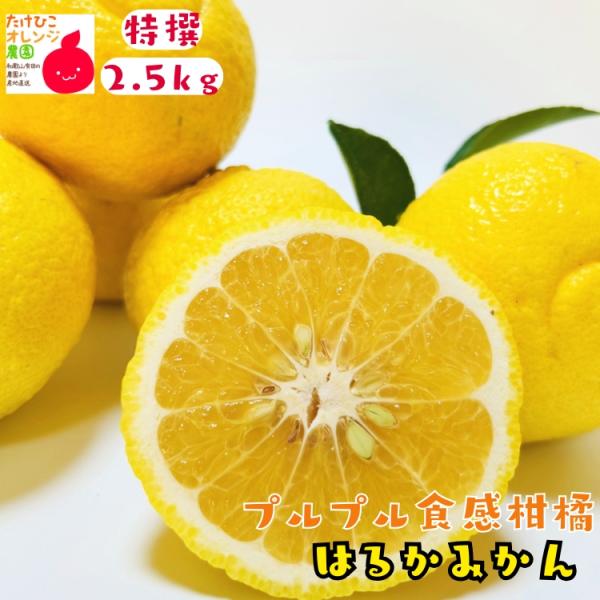 【発売日：2026年01月20日】はるかみかんをみかんの本場紀州和歌山有田の農園より送料無料で産地直送いたします。見た目はレモン色で酸っぱそうですが、酸味がほとんどない新鮮でさわやかな甘みいっぱいのはるかみかんを当みかん園でお取り寄せしてみ...