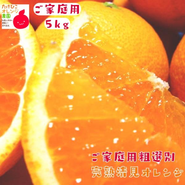 【発売日：2026年02月10日】春の柑橘と言えばこの清見オレンジがとても人気があります。ご家庭用粗選別清見オレンジは粗選別での箱詰めですので傷が多くついているものが入っていたり、大きさが不揃いな清見オレンジですが、ご家庭用には最適の清見オ...