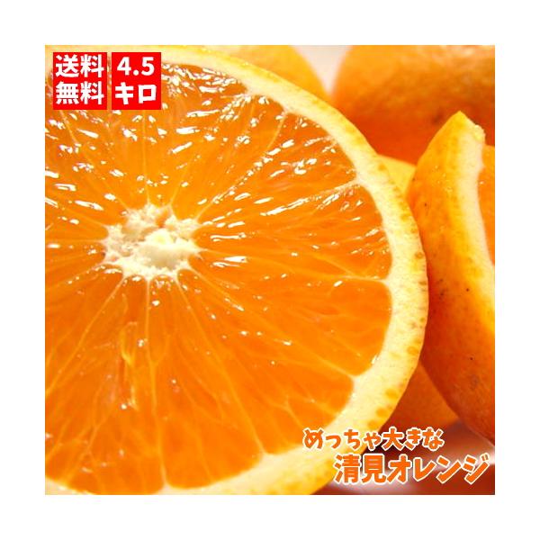 【発売日：2026年02月20日】春の柑橘と言えばこの清見オレンジがとても人気があります。当園の清見オレンジは寒さから甘みとジューシーさを損なわないように一つ一つ私達が心を込めて袋を被せて大事に育てております。ほんまもんの産地直送で皆様へお...