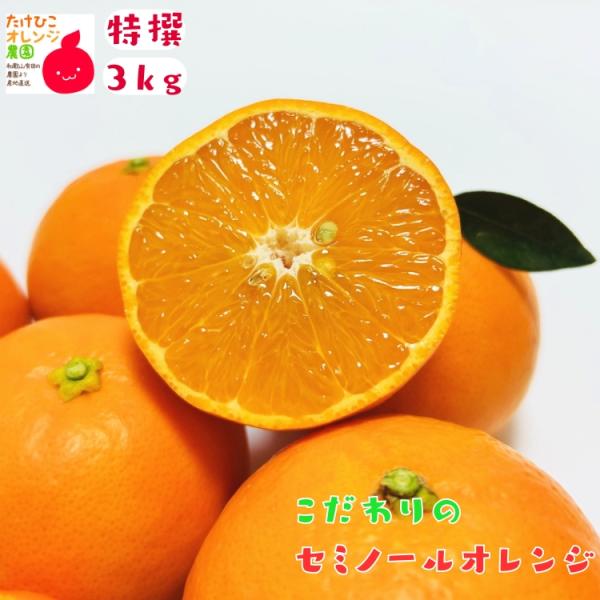【発売日：2026年03月20日】セミノールオレンジは、アメリカ農務省が「ダンカングレープフルーツ」と「ダンシータンゼリン」と交配そして育成した品種です。栽培が難しいこともあり全国的にも非常に少ない柑橘です。　春のポカポカ陽気には果汁たっぷ...