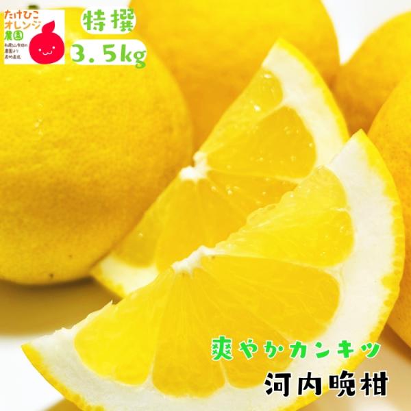 【発売日：2026年04月10日】河内晩柑は和製グレープフルーツとも呼ばれているとっても爽やかな食味の柑橘類です。栽培されている地域により、宇和ゴールド、ジューシーフルーツ、夏文旦、美生柑、愛南ゴールド、天草晩柑などと呼ばれていますが、全て...