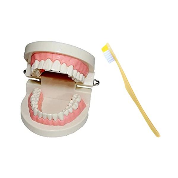 ：・1：歯ブラシセット 1個 (x 1) ：・・Size:1個 (x 1)Color:1：歯ブラシセット・サイズ：9.5×7.5×5cm。・歯科病院 学校などでの指導 教育に適したモデル。・本体+歯ブラシのセット商品です。（画像の歯ブラシど...