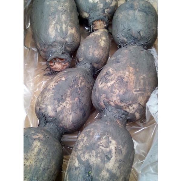 ●名称　れんこん　佐賀県産　1ケース 約2kg●産地名　佐賀県産●内容量　1ケース約2kg●規格・サイズ　サイズは2L・L・M・Sの中からいずれか　サイズ指定不可●保存方法　生鮮食品であるため、到着後はすぐに開封し、涼しいところまたは冷蔵庫...