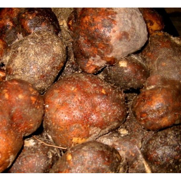 不定期の期間限定商品です。無くなり次第販売終了です。☆全国特産のつくね芋(丹波産、青森産、加賀産、北海道産他)がミックスされたワケありのワケあり品です。３ｋｇ(約9個〜25個)です。※割れイモ等が入っているため特価品でのご提供となります。各...