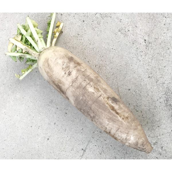 ※葉はカットしています。※重さは1本が500g以上。農薬は使わず、肥料も土に施さず、太陽と雨の自然の恵みと、大地の持つ力を最大限に発揮させて作った、究極の自然栽培農法の大根です。生産者は北海道の秋場知則さん、無肥料無農薬での自然栽培の匠、父...