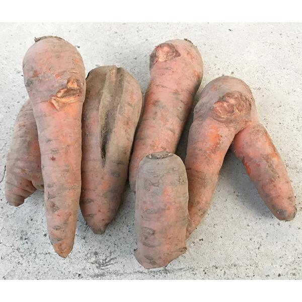 ※形が悪かったり割れがあったりするＢ品です。北海道で約30年もの長い間、農薬は使わず、肥料も施さず、手間ひまと愛情をかけて作っています。自然栽培の哲人秀さんとも言われる父より、この無肥料・無農薬の究極の農法を受け継いだ、伊藤農場の佐藤哲義さ...