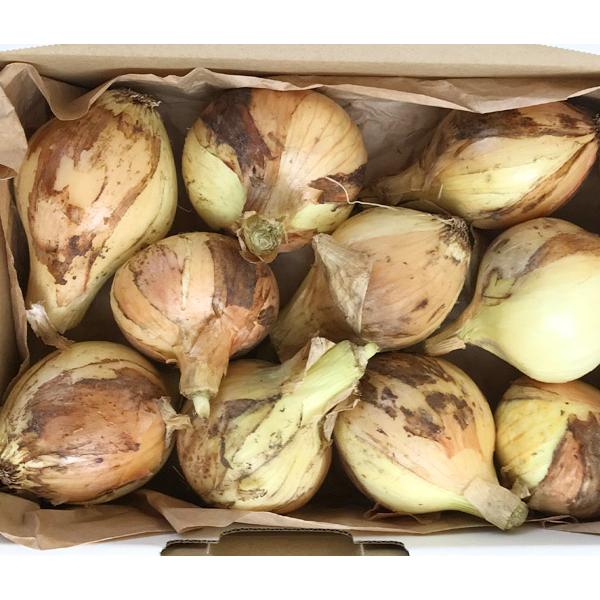 愛知県で、農薬も肥料も使用しない究極の自然栽培野菜を長年作っている、そらさん生産の自然栽培たまねぎです。安全な農業を未来につなげたい「自然とともに」をテーマに、命への感謝を忘れず、日々進化、向上し、価値提供していきたいと考えています。農薬も...