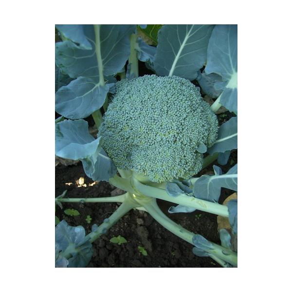品種特性花蕾は濃緑色でドーム形状良く、重量感が出る草姿は非常にコンパクトで立性なので作業性が良いコンパクトであるが、花蕾位置は草姿のわりに高い熟期が早いので、他の早生品種より遅く播種が出来る特に秋冬作では、非常に優位な特性となる
