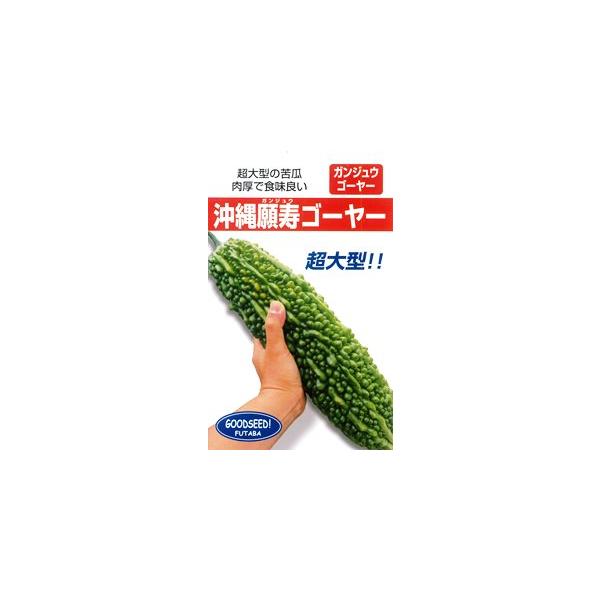 超大型で果長３０〜３５cm、果重は平均で５００ｇ位になり、大きいもので８００ｇ以上になる。果径は８〜１０ｃｍで果色は濃緑色。肉厚でみずみずしく食味良い。豊富に含まれている苦瓜のビタミンCは熱を加えても壊れにくく夏バテ防止に最適。