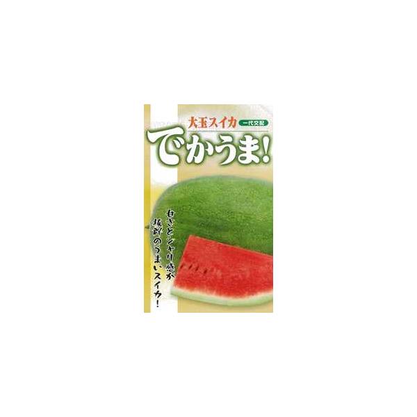 果重約１２ｋｇになる俵型の大玉スイカ。果皮は薄緑色で縞は無い。糖度は１２度前後と安定し、肉質がしっかりして崩れにくい。大玉で加工作業性、歩留りが良くカットフルーツ加工にも向く。