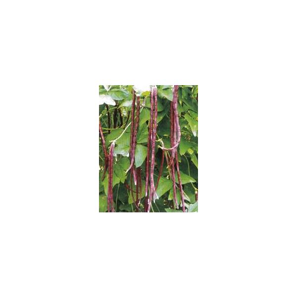 暑さに非常に強く生育旺盛で作りやすいササゲ。つる有種は葉の茂りが早く、日除けとしてオススメ。夏の豆類として柔らかい莢をインゲン豆と同様に利用。