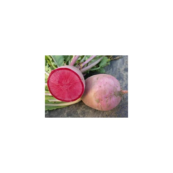 外皮、切り口とも鮮やかな赤紫色で、ほのかな甘みと辛みがあり食味を重視したおいしい大根。根重５００〜８００ｇの使い切りサイズ。根重６００ｇの場合、根長約１２ｃｍ、根径約１０ｃｍの楕円形になる。葉は板葉で葉大根としても利用できる。播種後５０〜７...