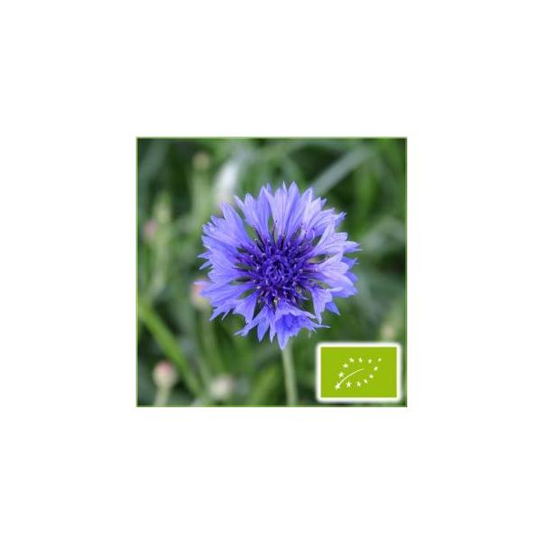 ブルーが鮮やかなコーンフラワーの花。　花としてお庭やお部屋を飾ってくれるだけじゃなく、エディブルフラワーとしてサラダに、またハーブティーにも使える万能フラワー。この花のブルーの虜になった人物は数知れず。マリー・アントワネットはお皿の柄にブル...