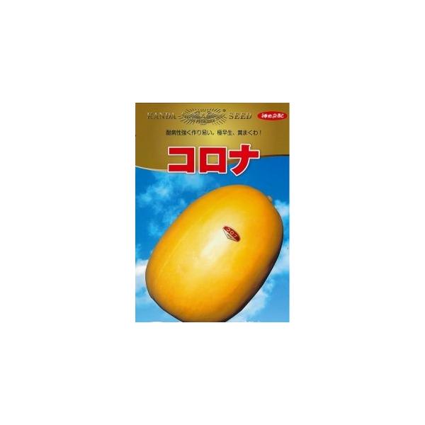 黄金のまくわ、大豊産種。極早生で濃い黄金色の果皮をもつ果重３５０ｇの俵型のまくわです。耐病性も強く、つる枯れ病にも強い抵抗性があります登熟日数は約３０日で、果実が濃い黄金色で手で握ってゴムのような弾力を感じるころが収穫の適期です
