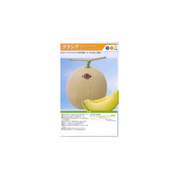 白玉アールスメロン。ネットも美しい品種です。草勢はやや強めで、小葉。草姿は立性で作業性に優れています。果重は１．６ｋｇ〜１．８ｋｇ糖度は１４〜１５度あり食味も優れています。登熟日数は５３〜５５日です。