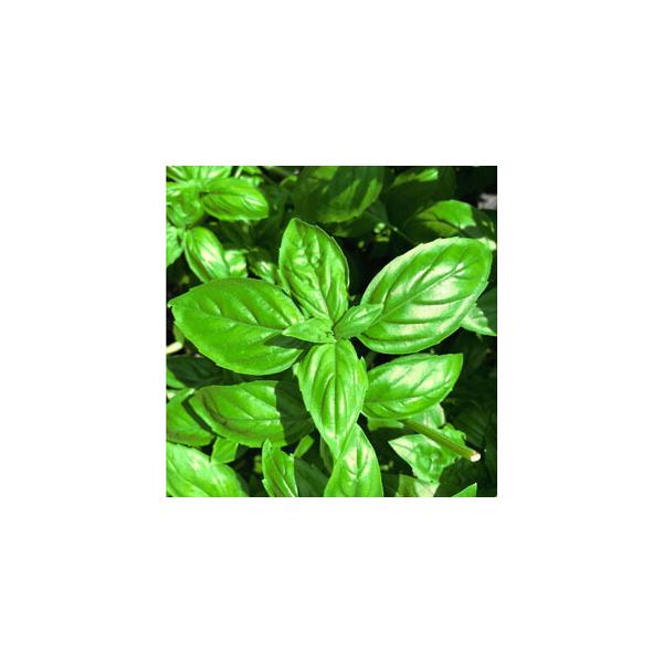 特性・べと病に対して最高クラスの強い抵抗性を持ち、栽培しやすい。・生育旺盛で長期収穫に適する。・葉は濃緑色で光沢があり、甘く爽やかな香りを持つ。