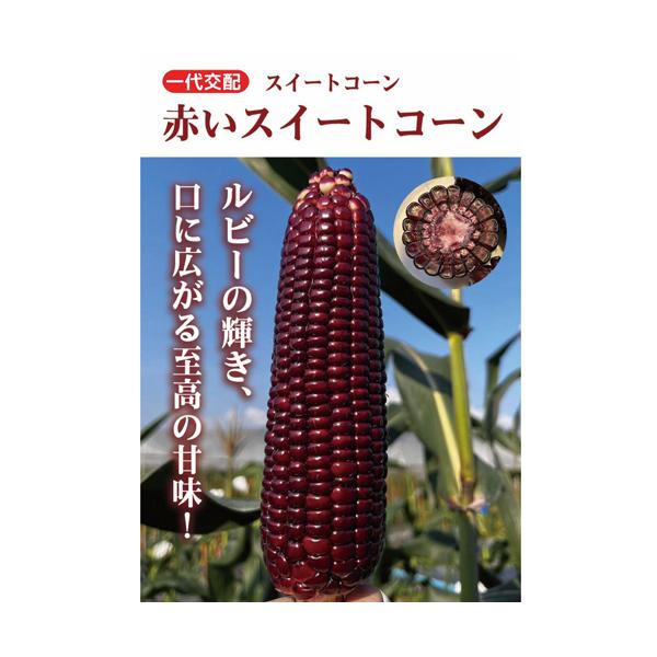品種の特徴（日本で2番目の）赤いスイートコーン春まきで播種後100日程度の晩生種。初夏まきの生育日数は70日程度。先端まで実入りが良く、穂重350g程度食味はモチ感が多少あり、糖度は16度程度に安定する。種皮は深紅で胚乳は白く、主稈から絹糸...
