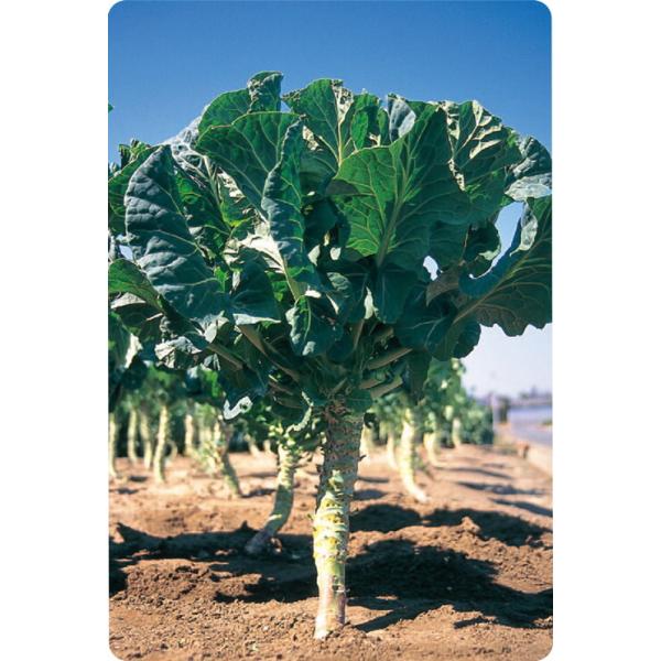 【特性】◎ジュースやスムージにぴったり。火を通しても、しっかりとした食感はそのまま。大きな葉っぱのみずみずしいケール◎青緑系F1品種◎搾汁量が多い◎炒めたり茹でたりしてもしっかりした食感がある◎外葉は濃緑の大葉、草姿は立性でかなり大きくなり...