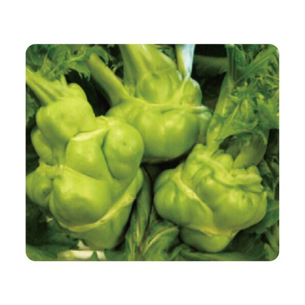 【特性】生育が早い早生タイプ大型茶菜で茎部が肥大する収穫適期の株重（こぶの重さ）は300〜350g程度が良いこぶの肥大は定植後1ヶ月後から始まる草姿は立性で鮮緑色の大葉、株元の茎が肥大する生育適温は10〜20℃で温厚な気候に適する適期収穫の...