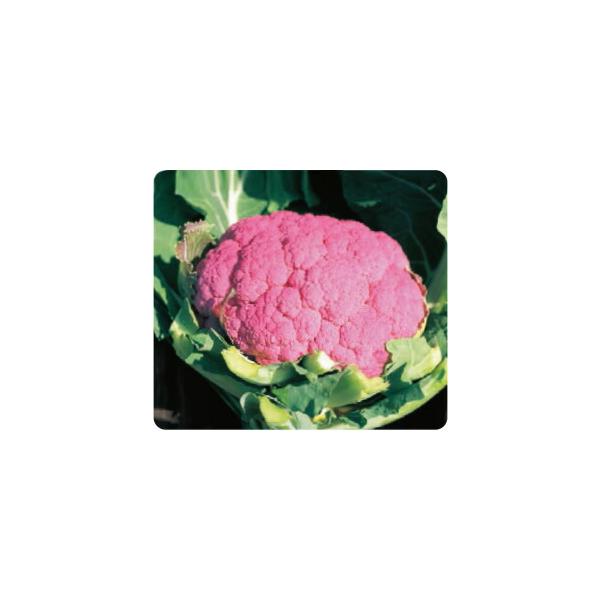- 11月中旬〜1月どりの定植後100日前後で収穫できる中早生種- 赤紫色の花つぼみで優れたドーム状の形状で、在圃性が高く、完熟して大型に仕上げると、やや扁平の形状になる- 茹でると青紫色に変わるが、白ワインやビネガー（酢）で調理すれば、鮮...