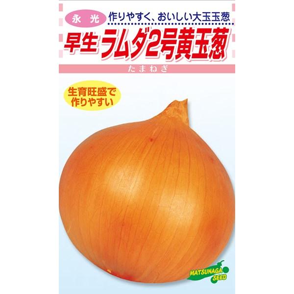 主な特長1. 5月始めからの収穫。とにかく大きく350グラム超の球も珍しくないボリュームある早生品種。まん丸な形状も魅力！