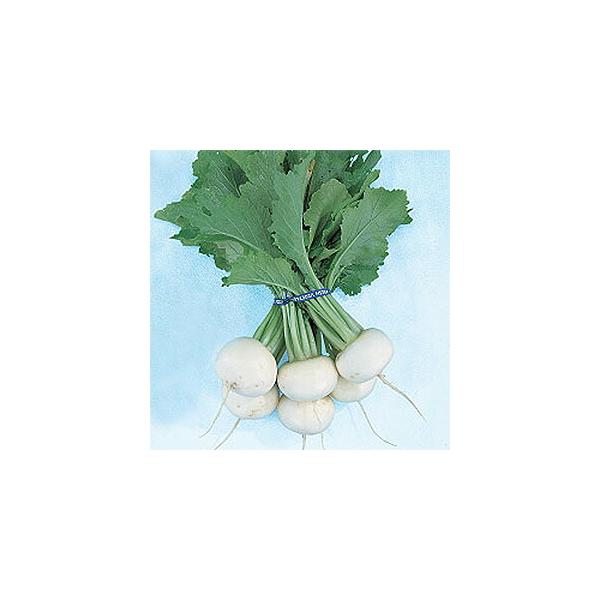 極早生小蕪の在来品種。被覆資材を使えばほぼ周年栽培可能で肉質柔らかく甘い。茎葉も柔らかく食味良し！主な特長1. 草勢強健で作りやすく、厳寒期を除いて年中栽培ができる極早生の小カブ。2. 葉は葉縁に小さい切れ込みがあり、葉柄は細長くて20cm...