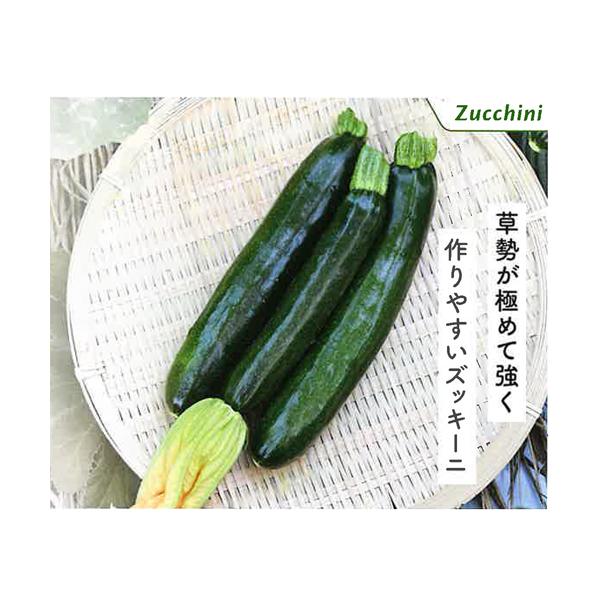 品種の特徴草勢が極めて強く、寒さにも強いため、長期間安定して栽培でき、とても作りやすい。低節位からの雌花の着生がよい、着果性に優れた早生品種で、初期から収量が上がる。果実は光沢のある濃緑色の円筒形で、果幅3.0〜4.5cmが収穫適期。ズッキ...