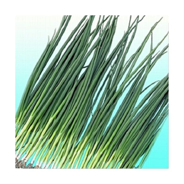 1.秋冬から初夏どりに向く、Ｆ１葉ねぎ品種。2.アクアグリーンと比較して葉色が濃く、太りも良い。3.土耕・水耕で栽培でき収量性は非常に高い。